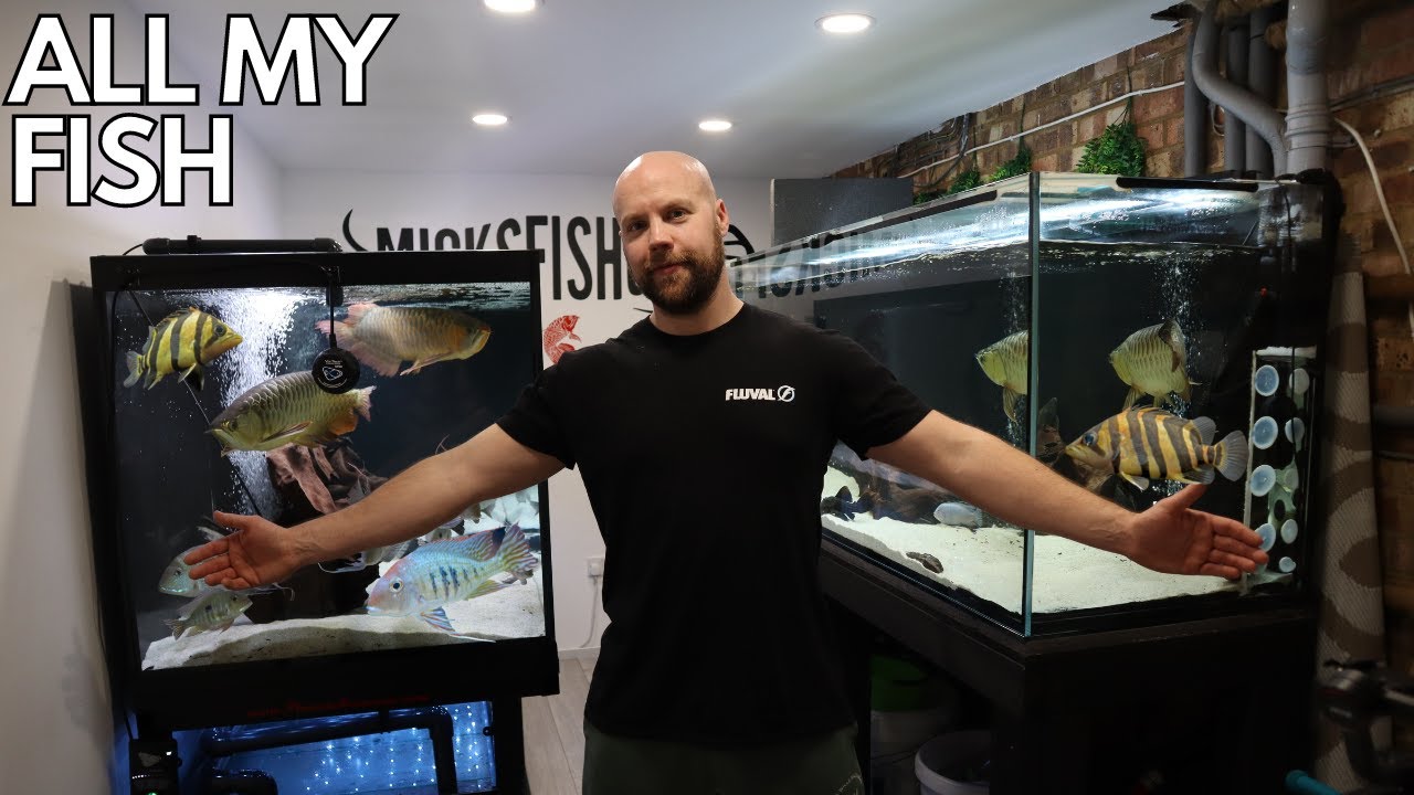 ALL MY FISH MY FISH ROOM TOUR (MICKSFISHUK) - YouTube