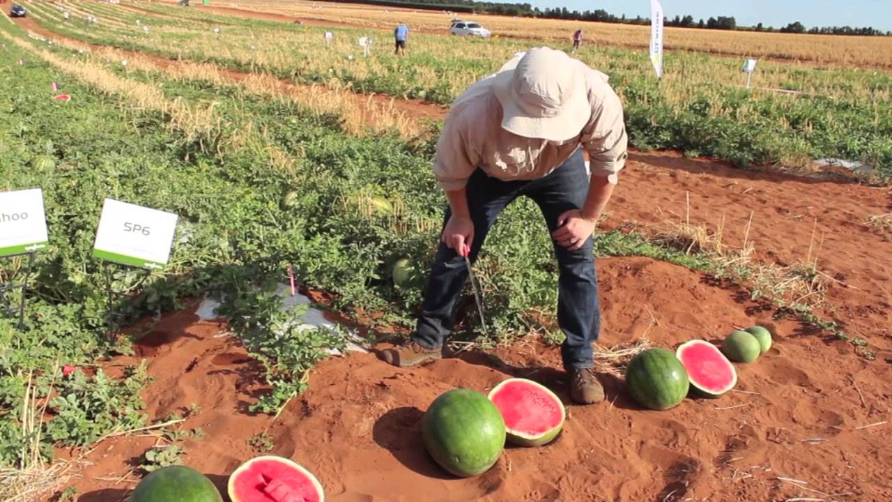 Watermelon Breeder, Matt Kinkade, talks us through latest varieties ...