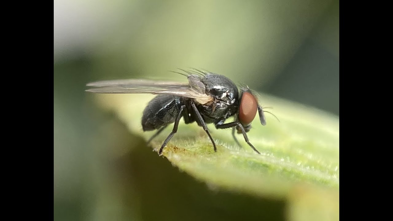 Silba Adipata - Black Fig Fly Damage Identification - YouTube