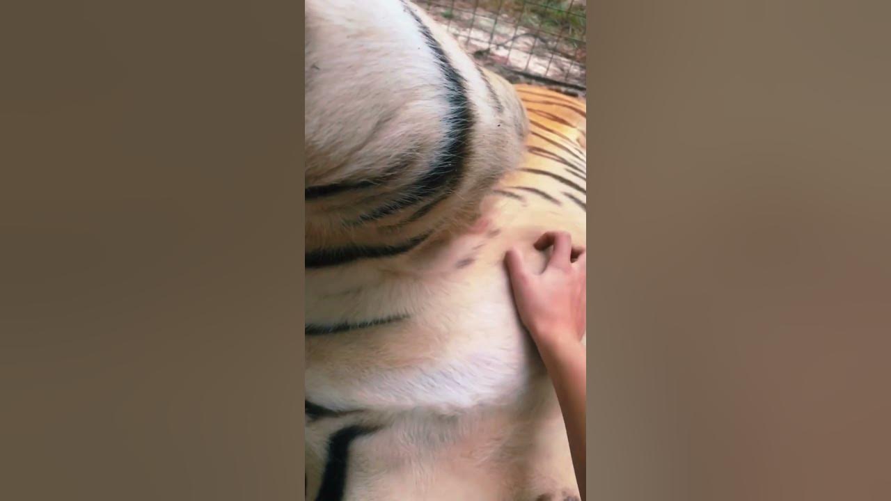 Tiger Kisses & Belly Rubs - YouTube