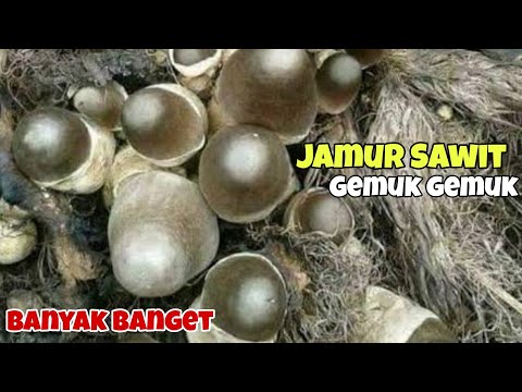Jamur Sawit banyak pada nempel di tangkos sawit tinggal ngambil - YouTube