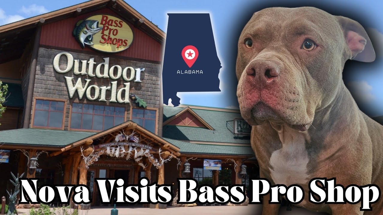 Nova Meets Winston | Trip To Bass Pro Shop #americanbullybreed # ...