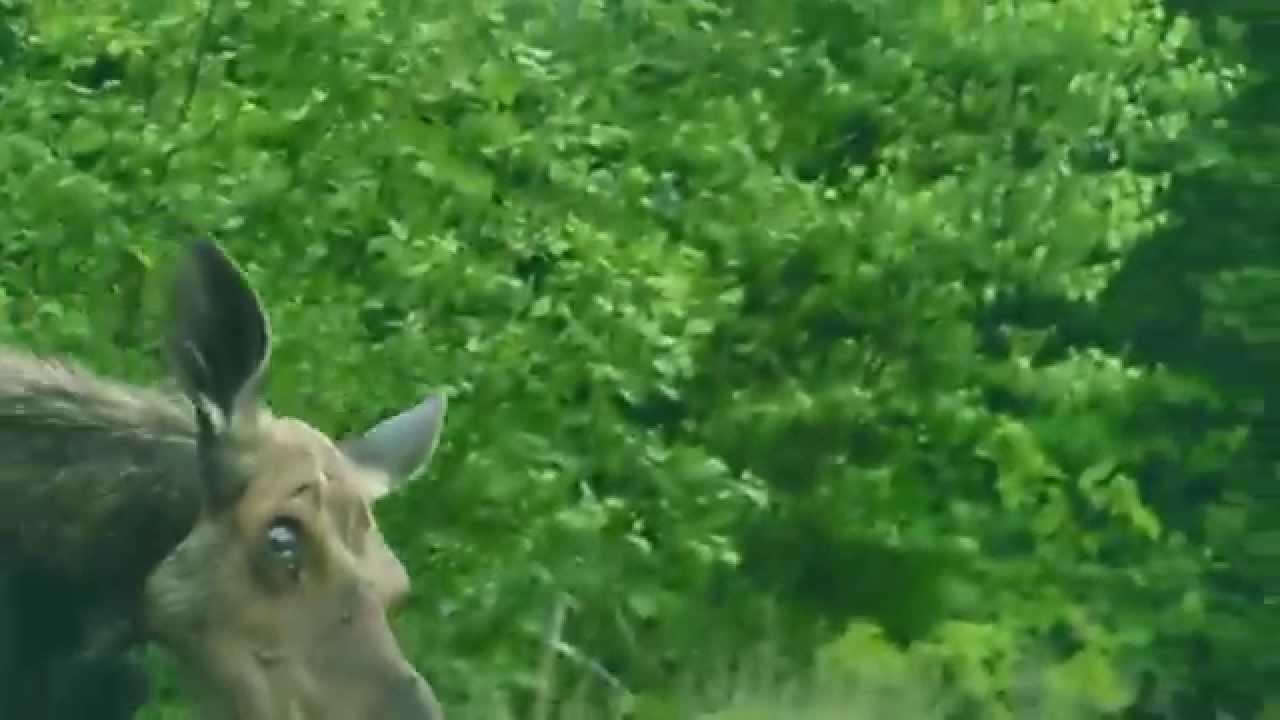 A sick Moose on July 4th in Maine - YouTube