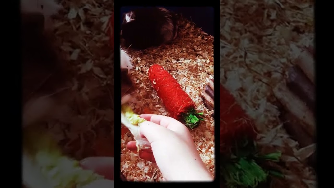 how to take care of a gini pig🐹 - YouTube