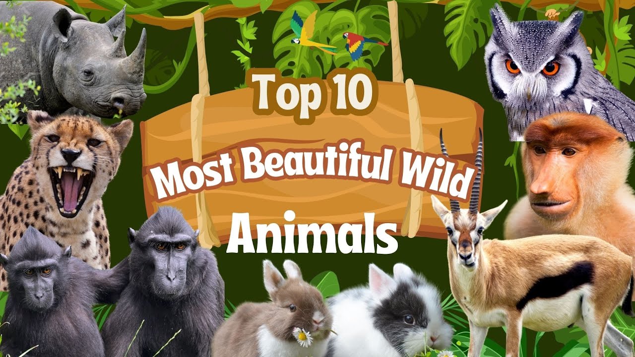 Admire the Top 10 Most Beautiful Wild Animals on the Planet 2024 - YouTube
