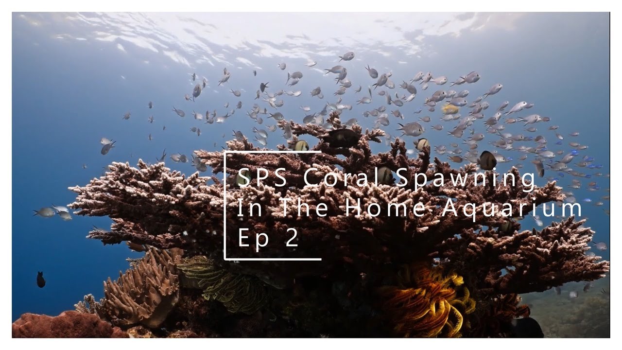 SPS Coral Spawning in the home aquarium Ep 2 - YouTube