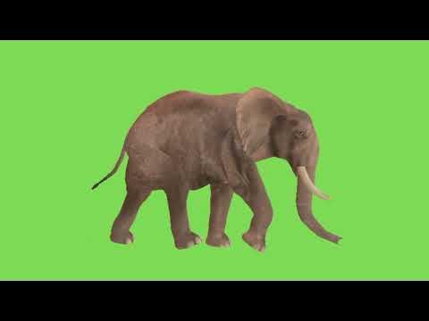 elephant green screen real | animal green screen | animasi green screen ...