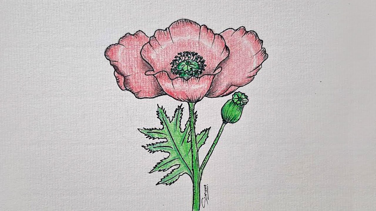 How to Draw Poppy Flower | Colors Pencil | Poppy Drawing - YouTube