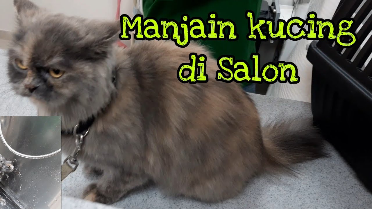 Mandiin Kucing pakai air hangat di Salon kucing Riyadh Saudi arabia ...
