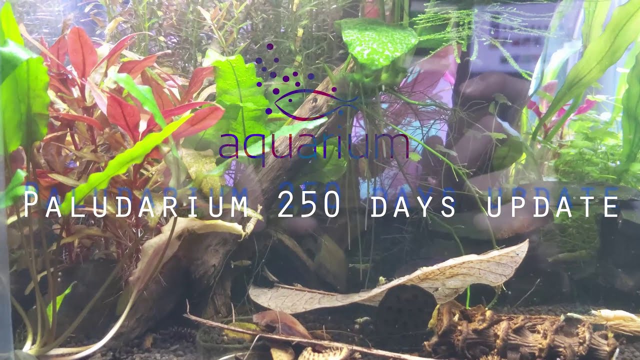 DIY Planted Riparium Shrimp Aquarium - Aquascaping Update - YouTube