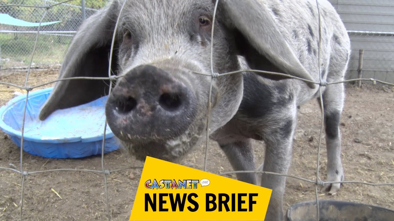 Star's Piggly Wigglys Sanctuary - YouTube