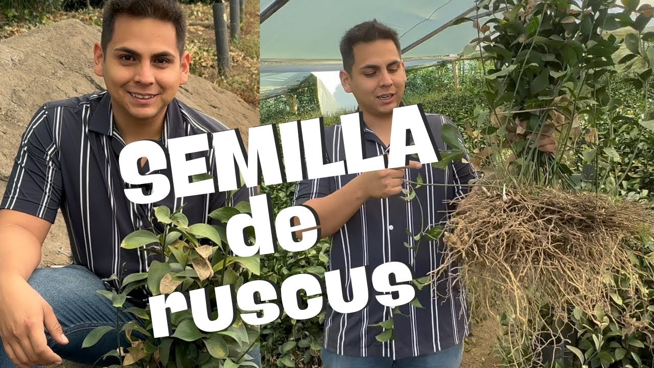 🌿Cultiva Ruscus: La Guía Definitiva para un Cultivo Rentable🌿 - YouTube