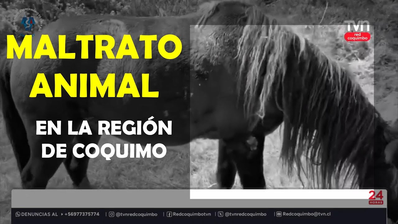 Maltrato animal en Coquimbo: Cuando no se trata de perros o gatos - YouTube