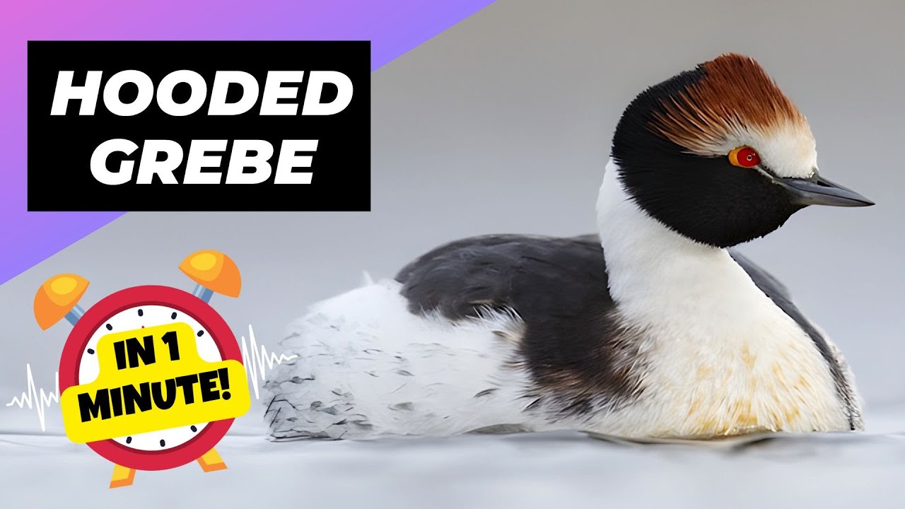 Hooded Grebe - In 1 Minute! 🦆 One Of The Worst Mothers In The Animal Kingdom | 1 Minute Animals ...