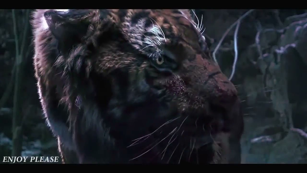 Tiger VS Wolf Fight Scene HD - YouTube