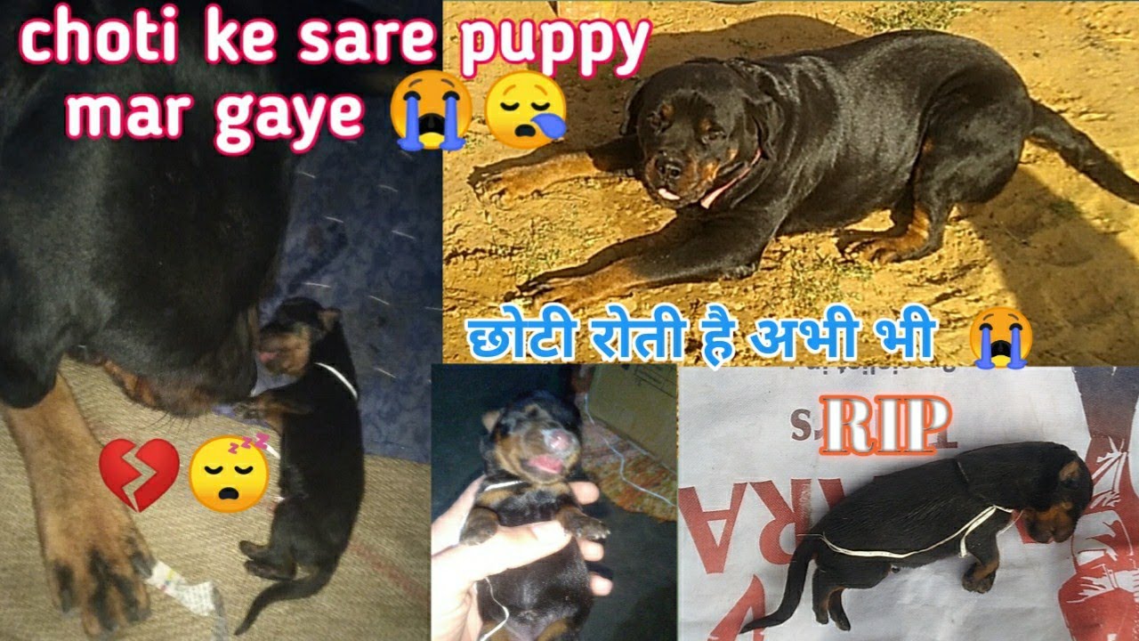 RIP PUPPY'S 😱||Rottwieler puppy death 😭🙏|#rip #dogdeath #dogemotional # ...