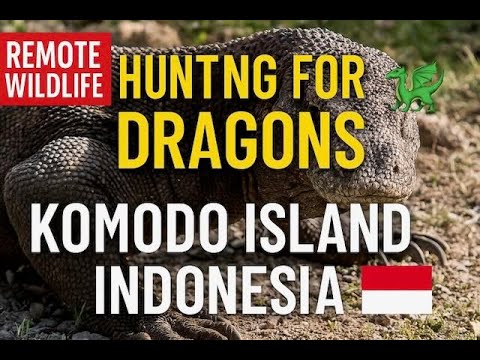 HUNTING for DRAGONS 🐉 | Komodo Island, Indonesia - YouTube