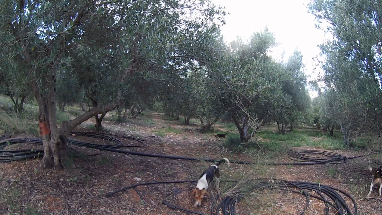 κυνηγι λαγου με αγελη beagle 13 μηνων!!!!! - YouTube