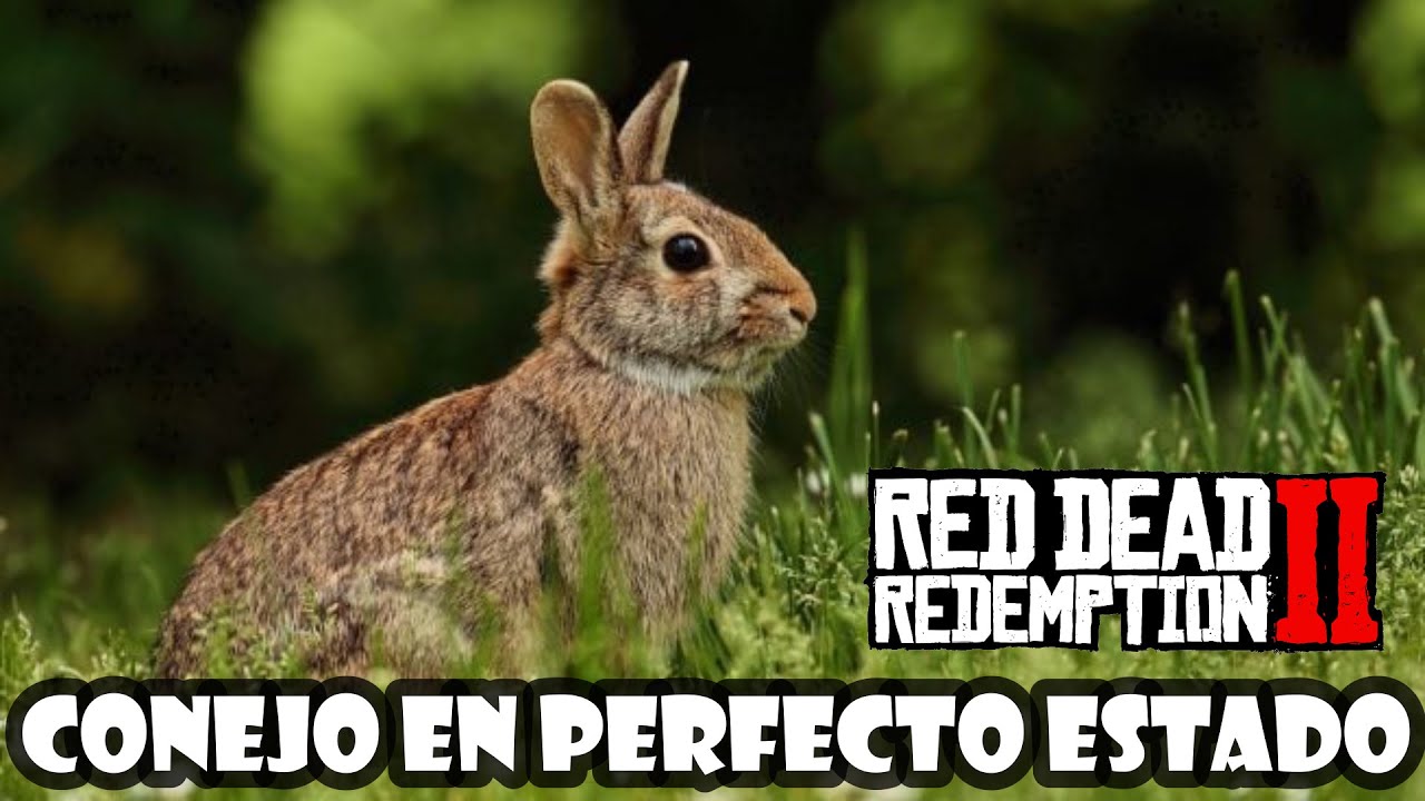 Como cazar un CONEJO con la PIEL en PERFECTO ESTADO en Red Dead ...