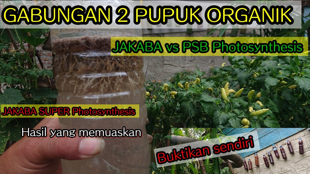 Luar Biasa campuran Air JAKABA dan PSB SUPER Photosynthesis untuk ...