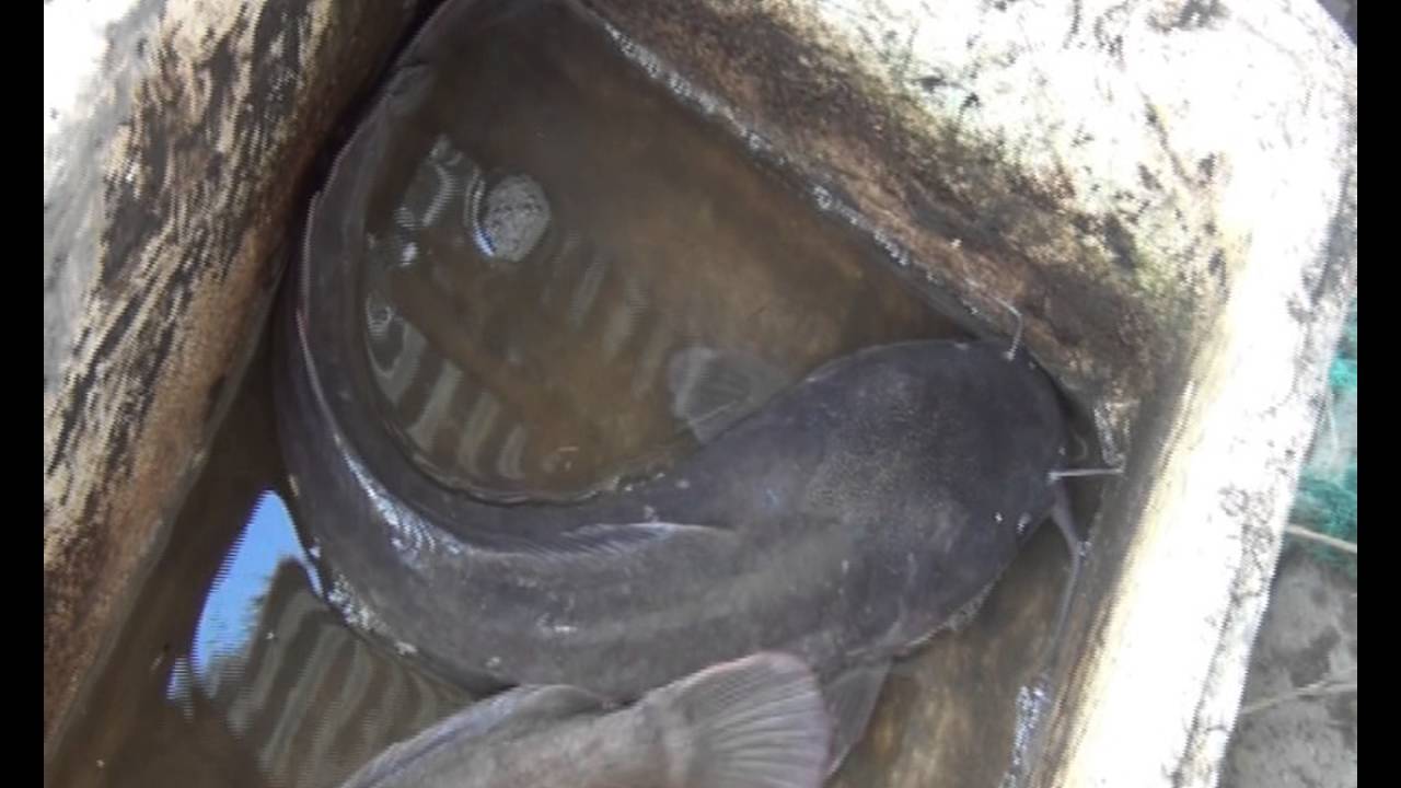 Pemijahan Ikan Lele Menggunakan Basmingro Probiotik (Catfish Spawning) - YouTube