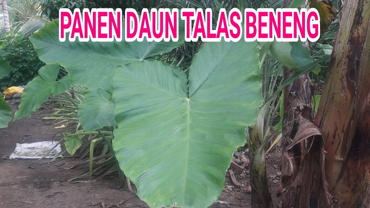 BUDIDAYA TALAS BENENG || PANEN DAUN TALAS BENENG - YouTube