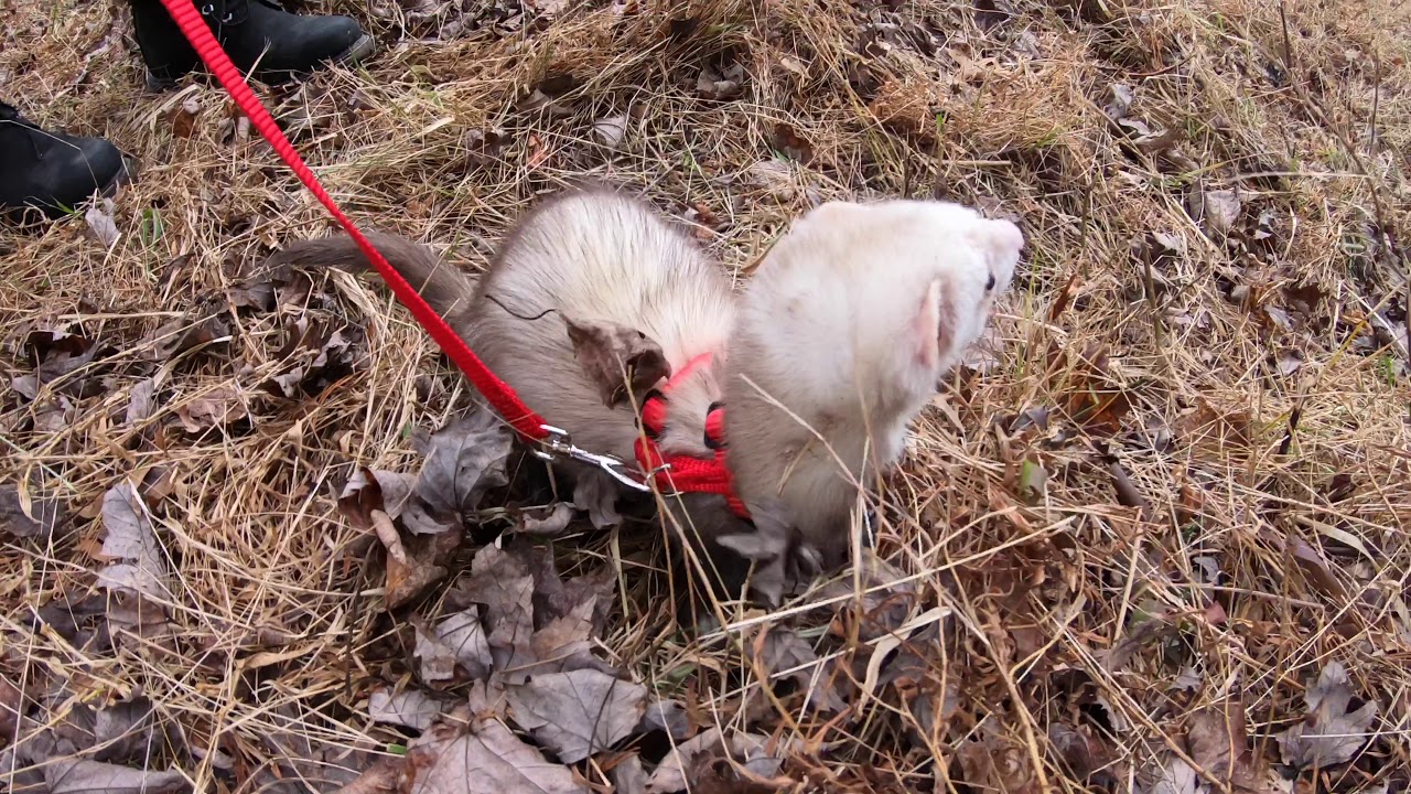 Attempting to Walk Ferrets... - YouTube
