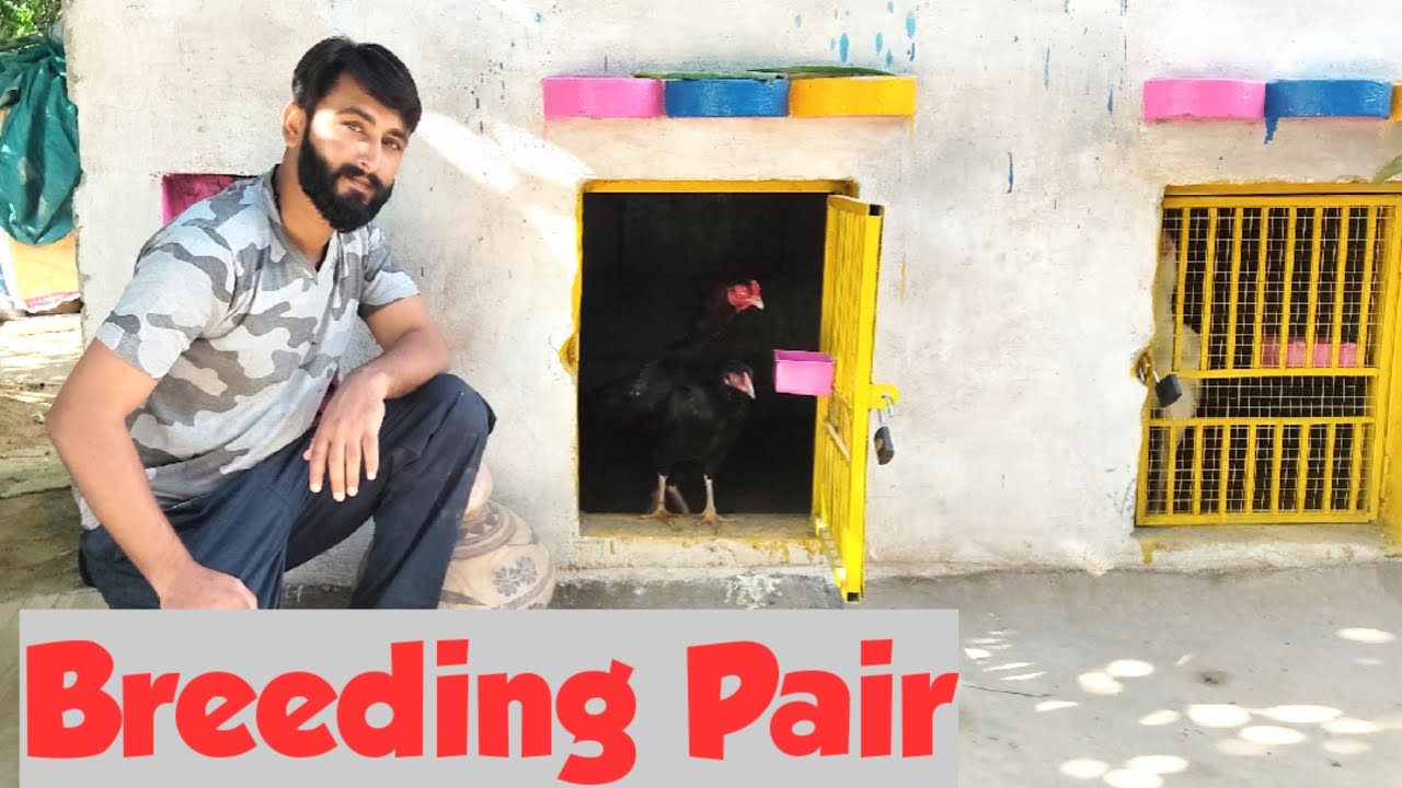 My Favourite 2 Breeding Pairs - YouTube