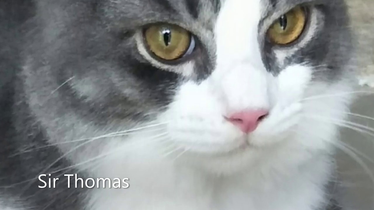 Sir Thomas The Cat, Beginning - YouTube