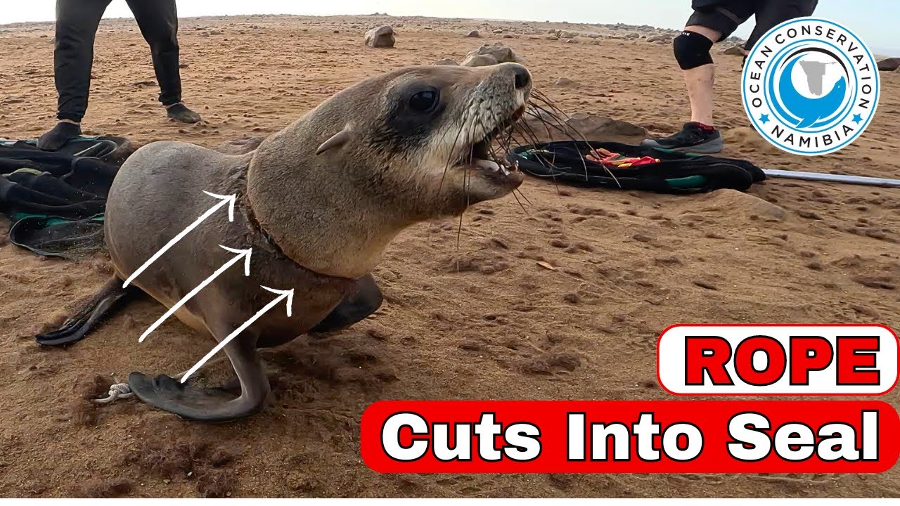 Rope Cuts Into Seal - YouTube