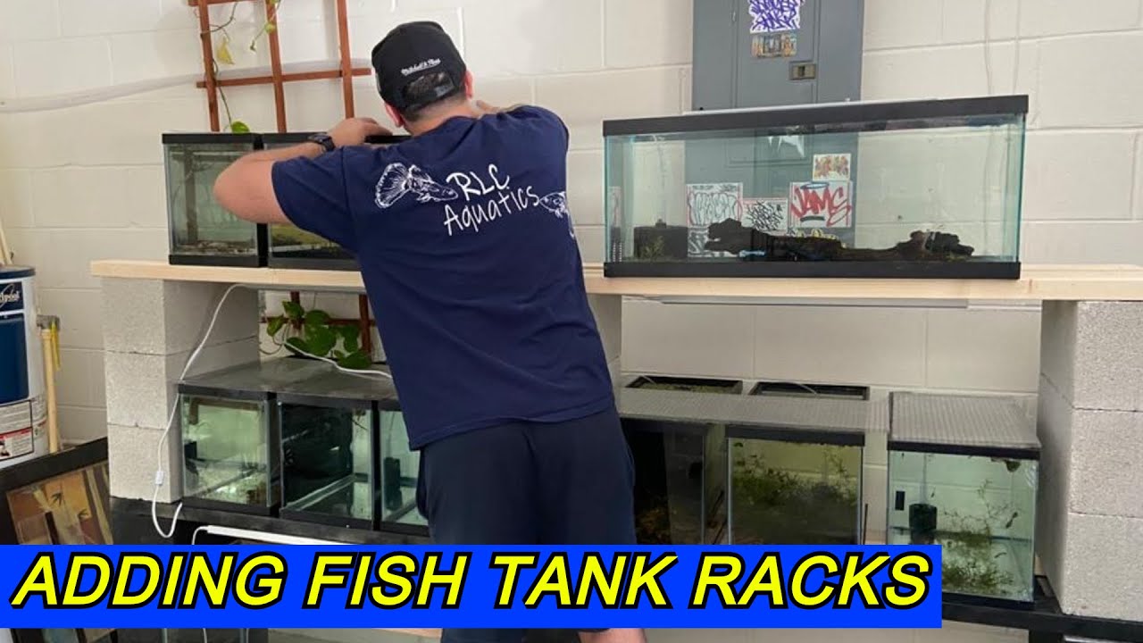 SIMPLE DIY FISH TANK RACKS FOR MY GUPPY ROOM / FISH ROOM - YouTube