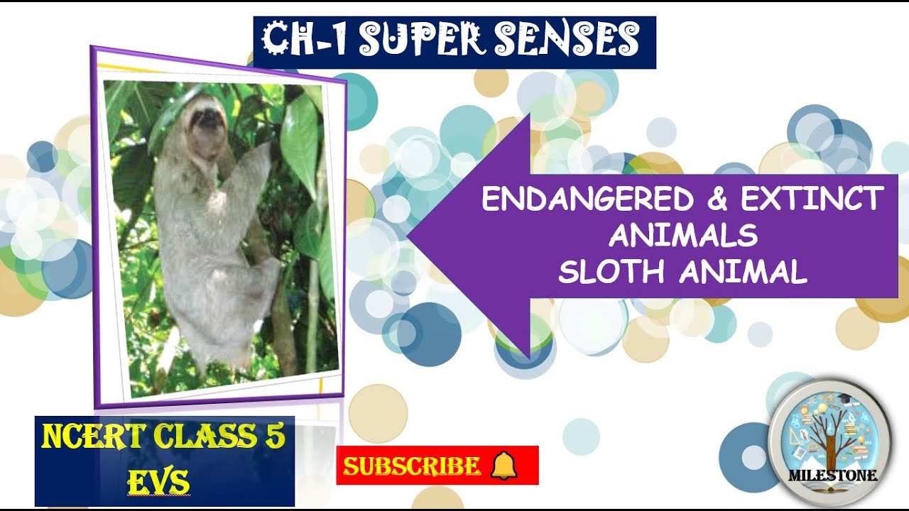 CH-1 SUPER SENSES CLASS 5 EVS || ENDANGERED & EXTINCT ANIMALS AND SLOTH ...