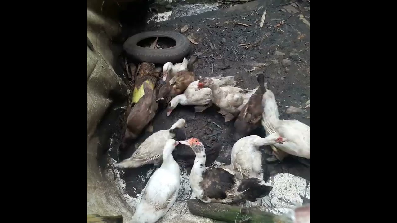 itik at pato - YouTube