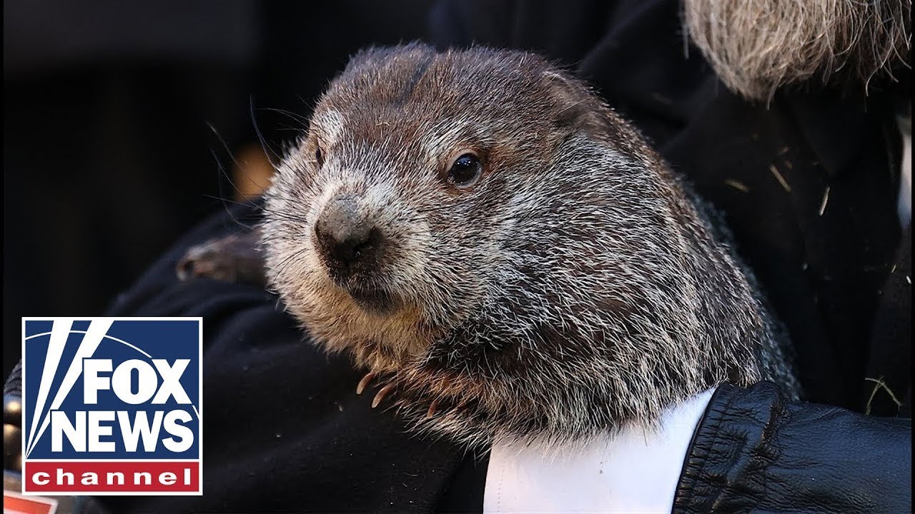 Punxsutawney Phil predicts early spring on Groundhog Day 2024 - YouTube
