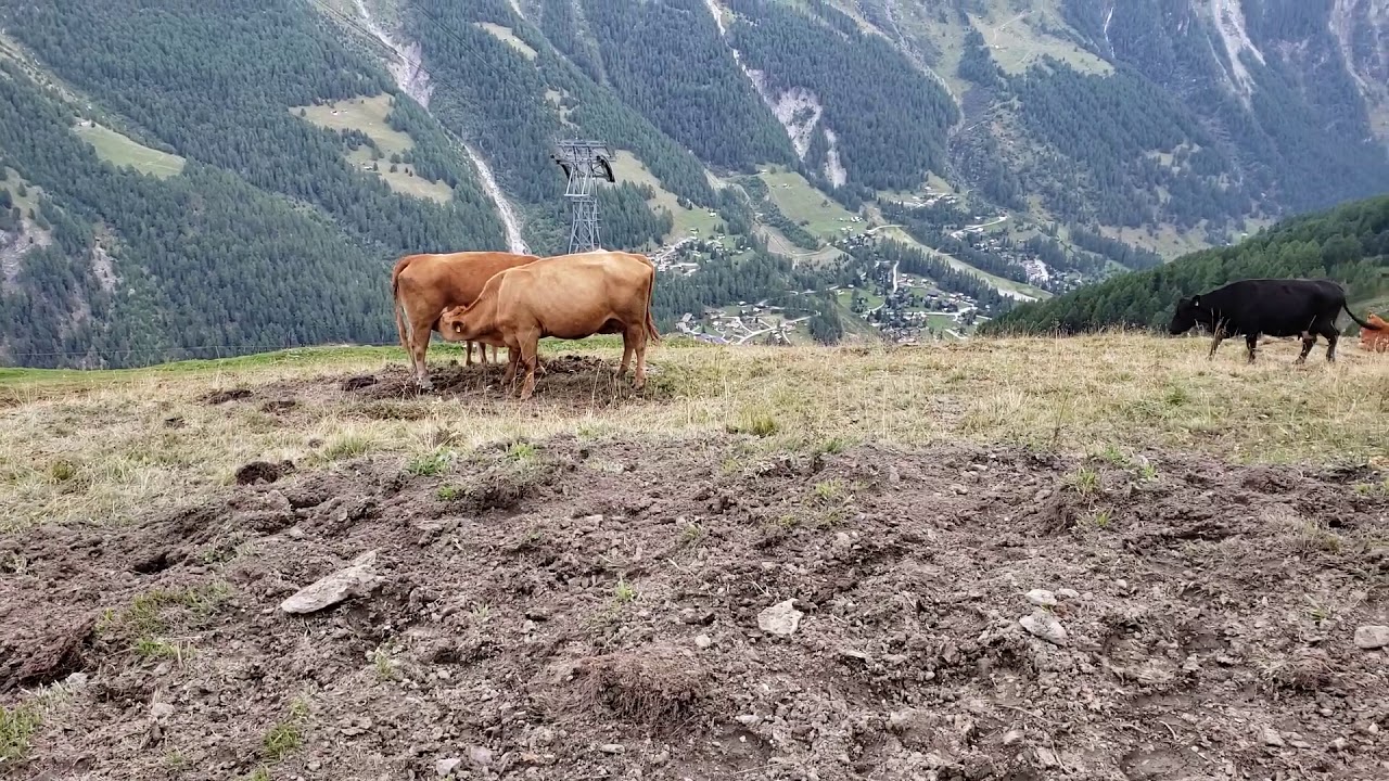 Cows suckling each other - YouTube