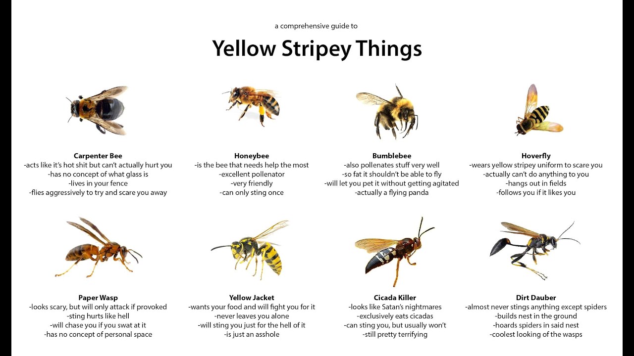 Types Of Ground Bees