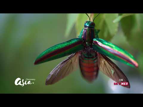 Wild Tokyo - YouTube