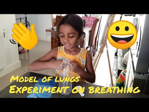 Science experiments- model of lungs, how do lungs work? - YouTube