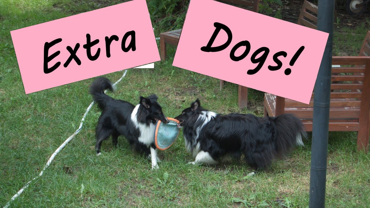 Extra Dogs - YouTube