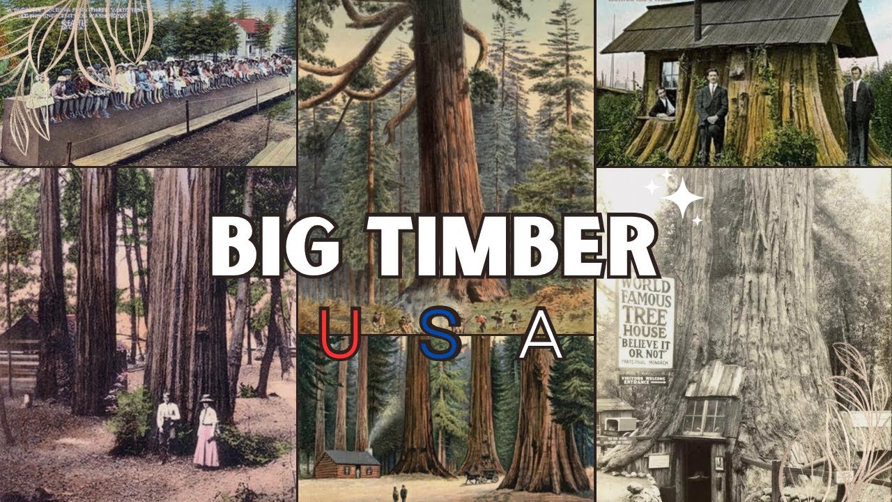 Big Timber : Giant Trees Of The Past, Tree Stump Houses & More - YouTube