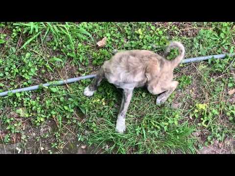 Lost Baby Puppy Finds Her Mom #emotional #sad #babydog #dogs #viral 