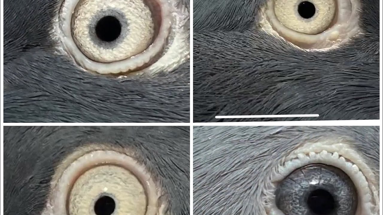 Tippler Pigeons Eye Sign