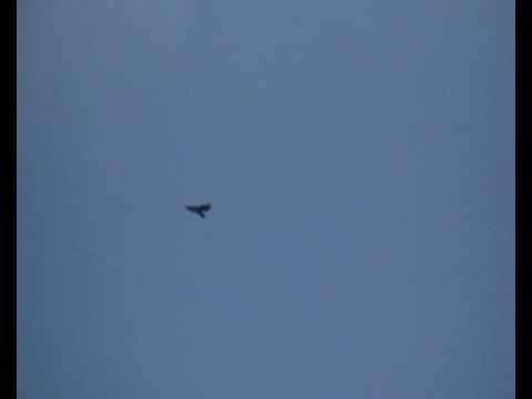 buzzard gliding in the air - YouTube