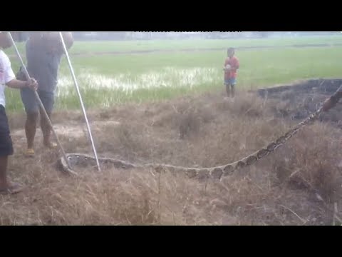 7Ft Long Python Caught After Fleeing Burning Grass - YouTube