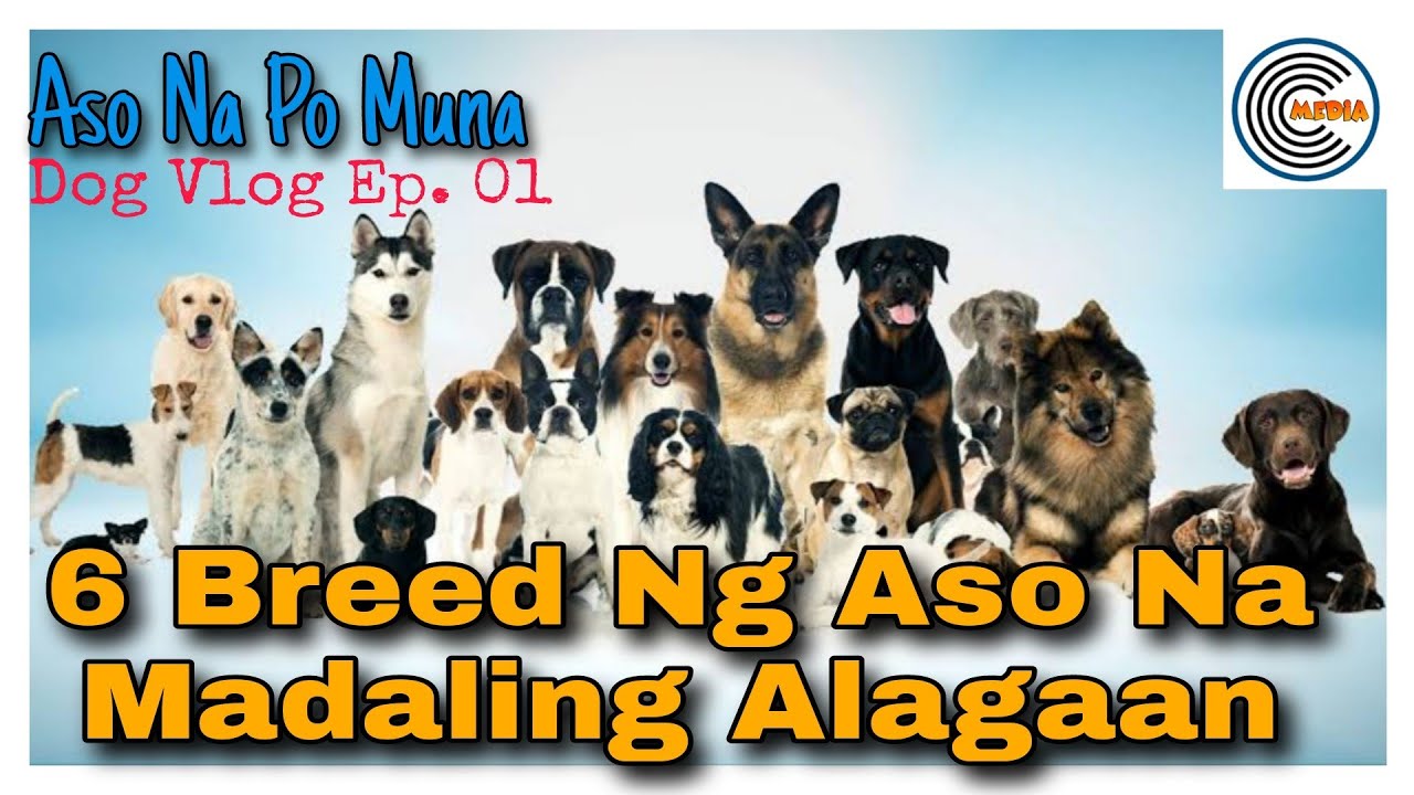Aso Na Po Muna | DogVlog Ep. 01 | 6 Breed Ng Dog Na Madaling Alagaan ...