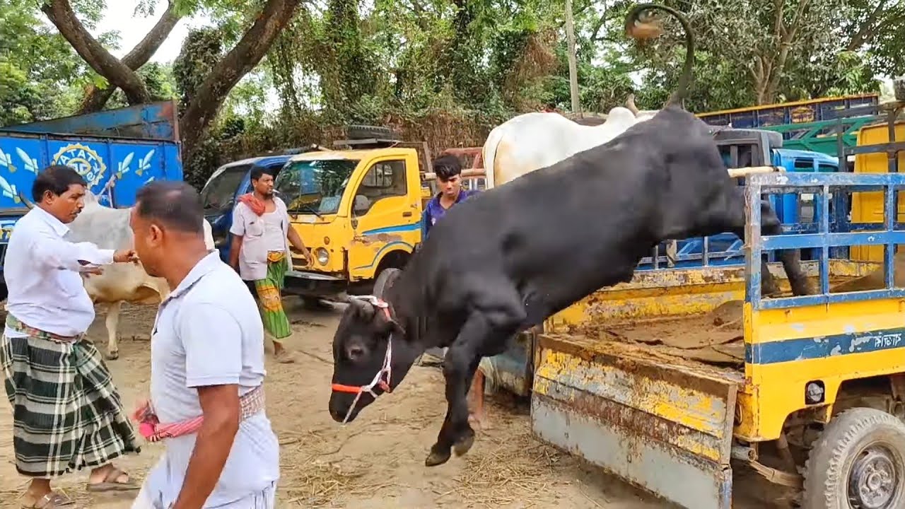 Cow unloading at very popular village cattle market | Cow unloading ...