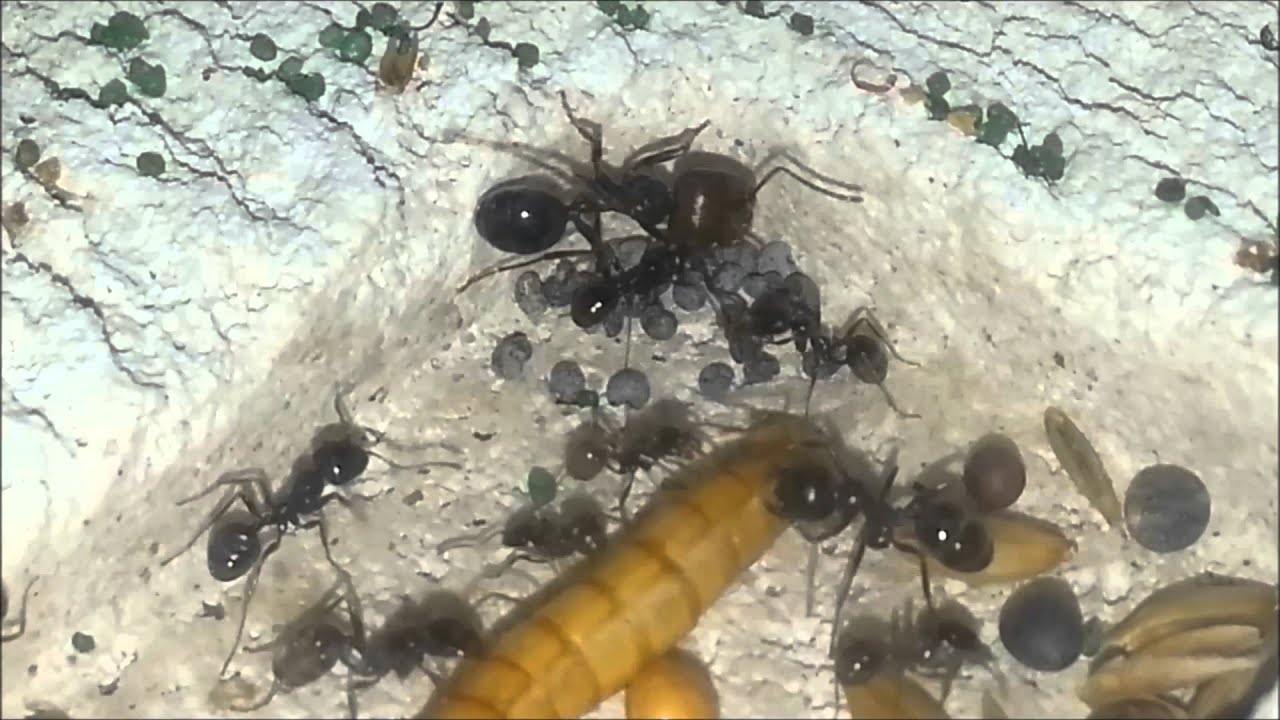 Messor barbarus - pierwszy major - YouTube