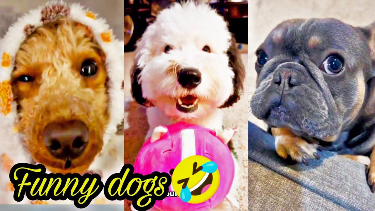 Funny Dog Videos Try Not To Laugh | #Why_Funny_Dog - YouTube