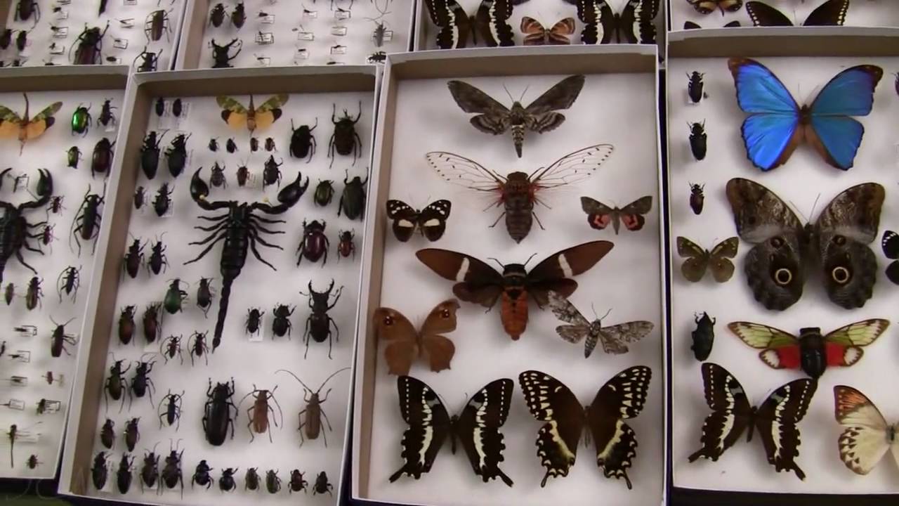 Huge Butterfly displays at the 2010 LANHM Insect Fair 720p HD V08177 ...