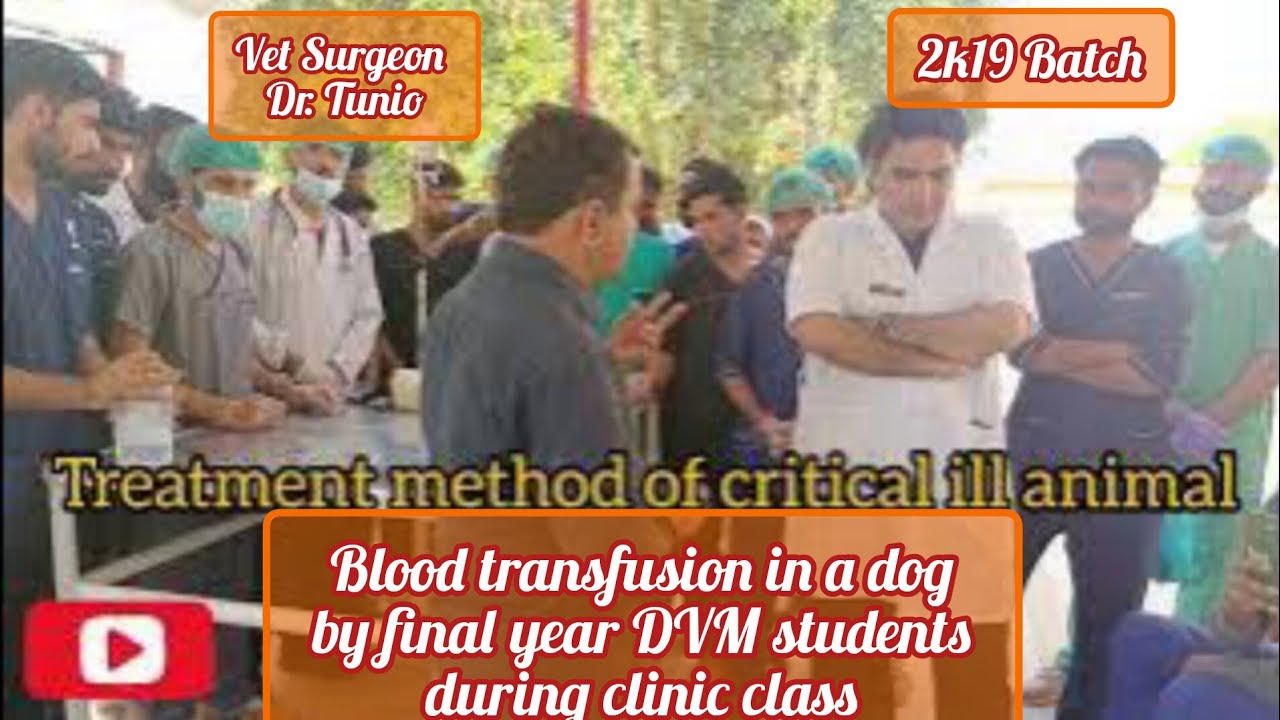 Blood transfusion in a dog by final year DVM students during clinic ...